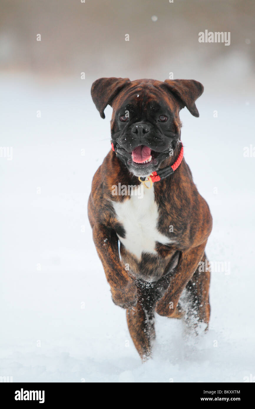 running German Boxer Stock Photo - Alamy