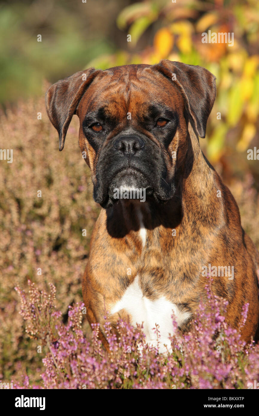 German Boxer Portrait Stock Photo - Alamy