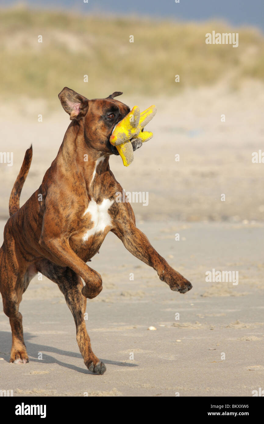 playing German Boxer Stock Photo - Alamy