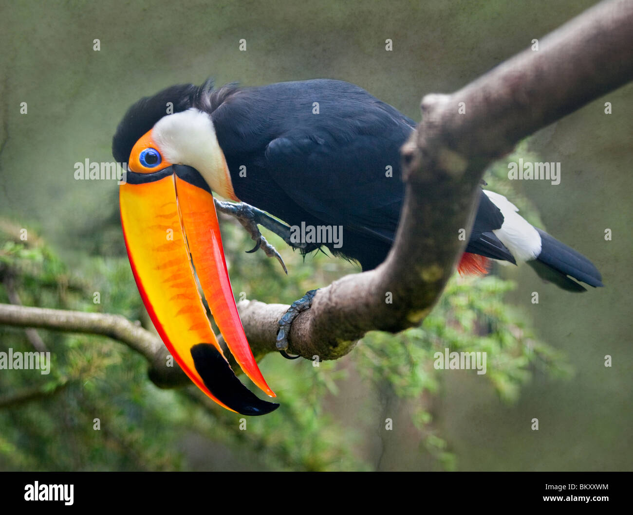 Toucans Eating Insects