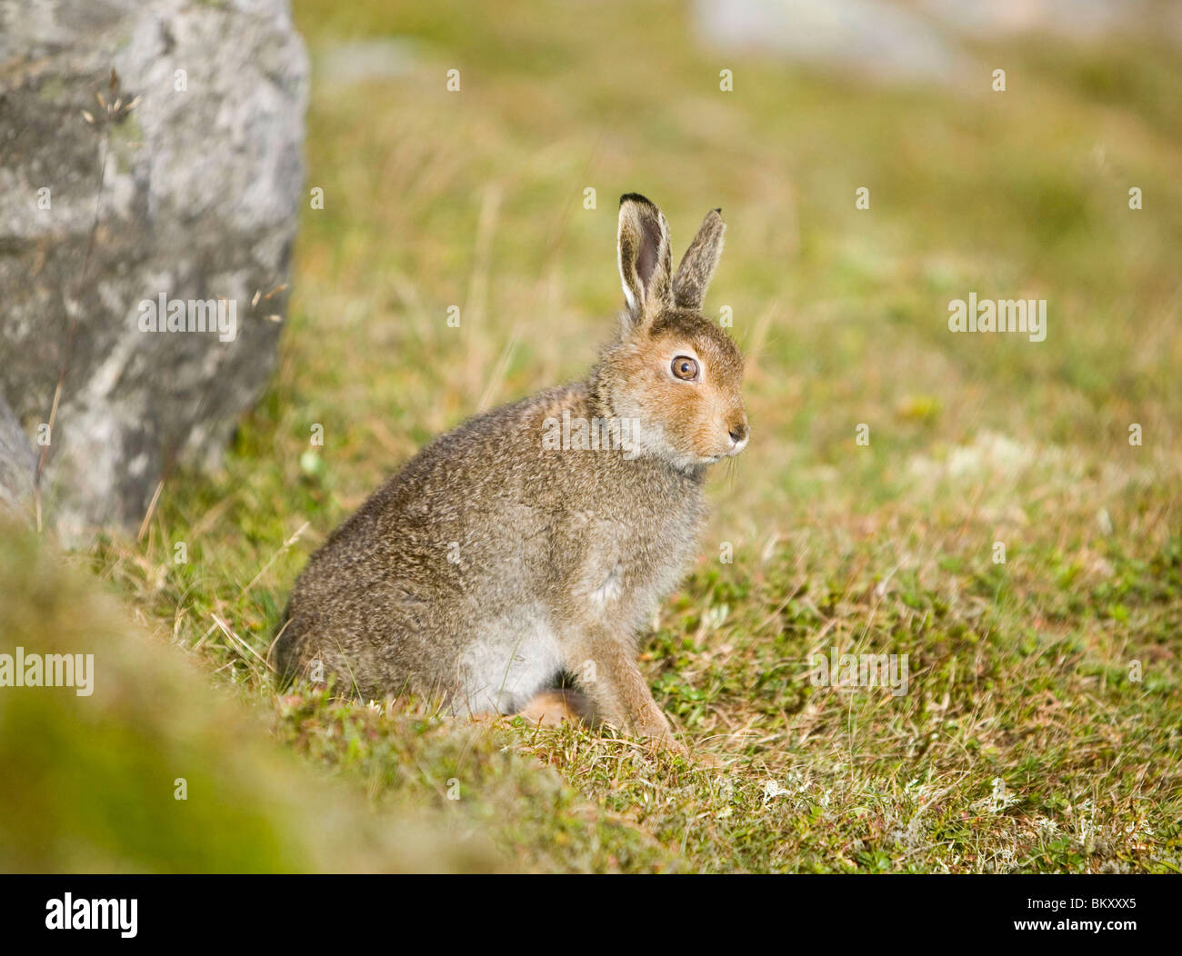 A Mountain Hare on Ben Stack in Sutherland Scotland UK Stock Photo - Alamy
