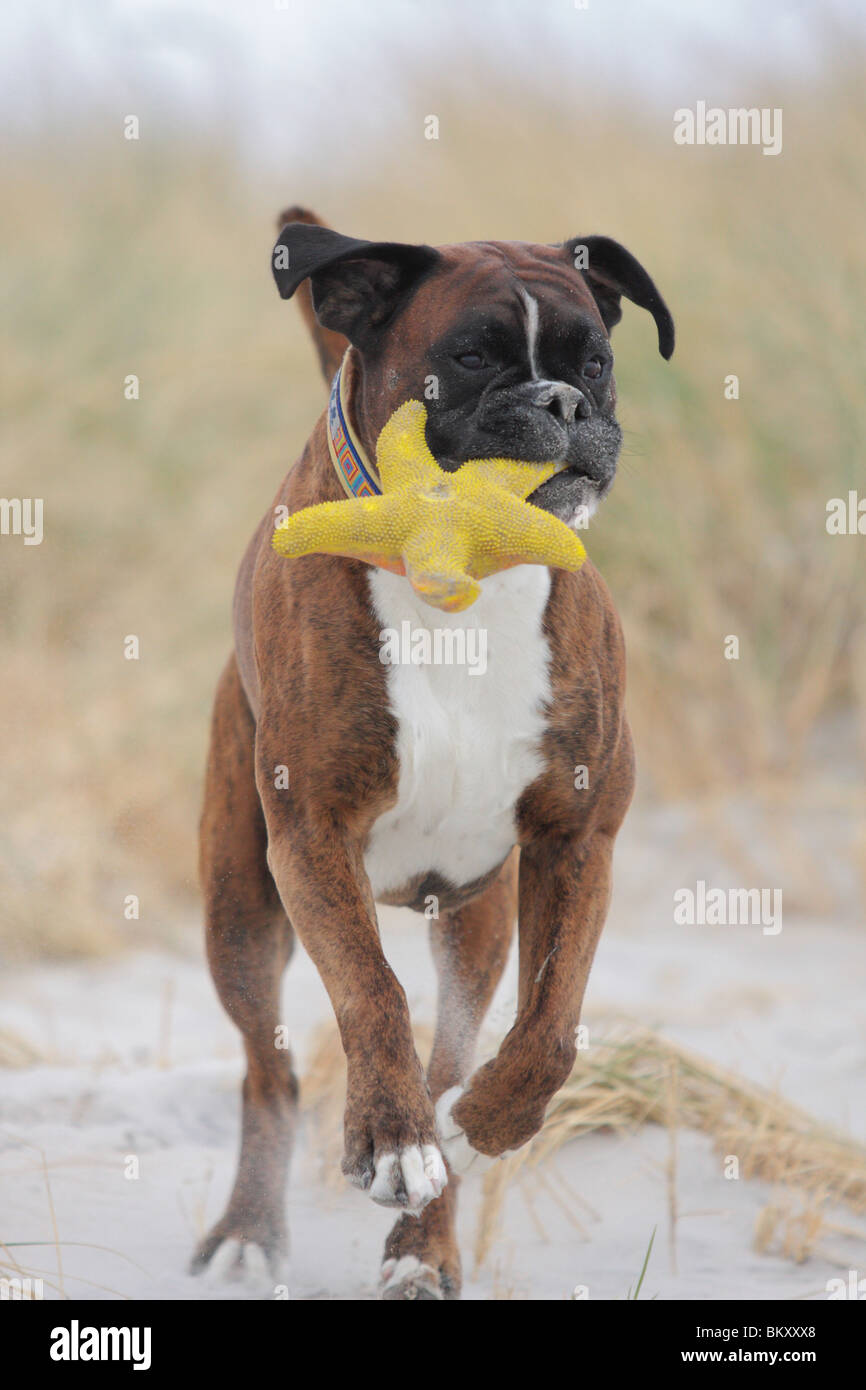 playing German Boxer Stock Photo - Alamy