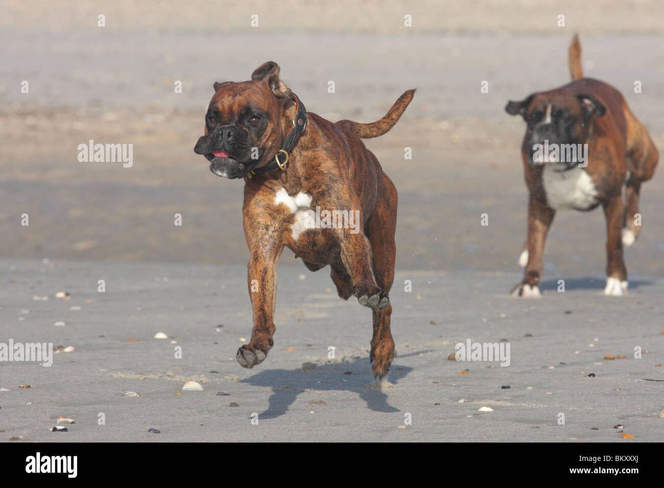 running German Boxer Stock Photo - Alamy