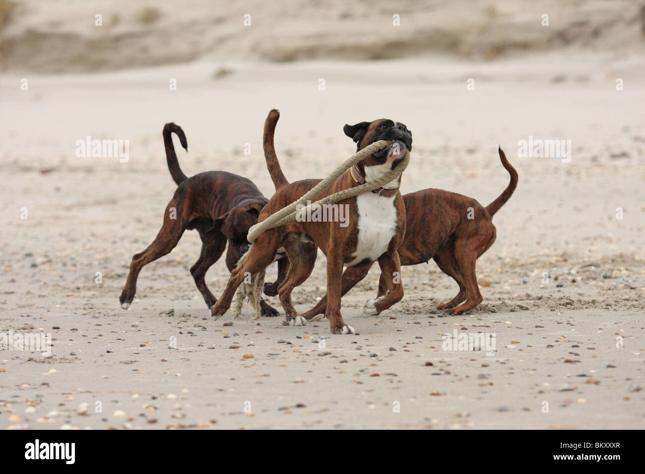 playing German Boxer Stock Photo - Alamy