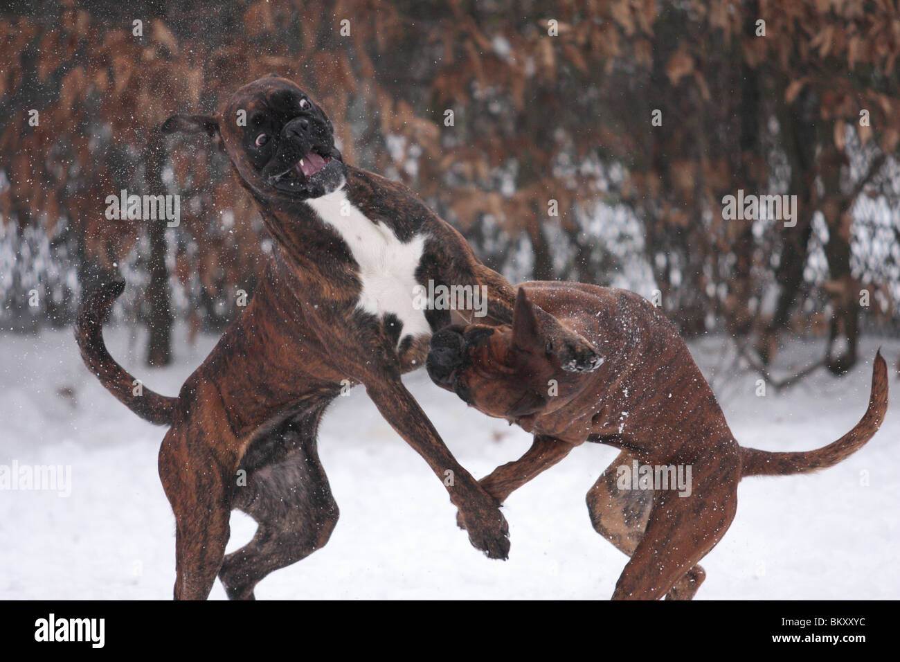 playing German Boxer Stock Photo - Alamy