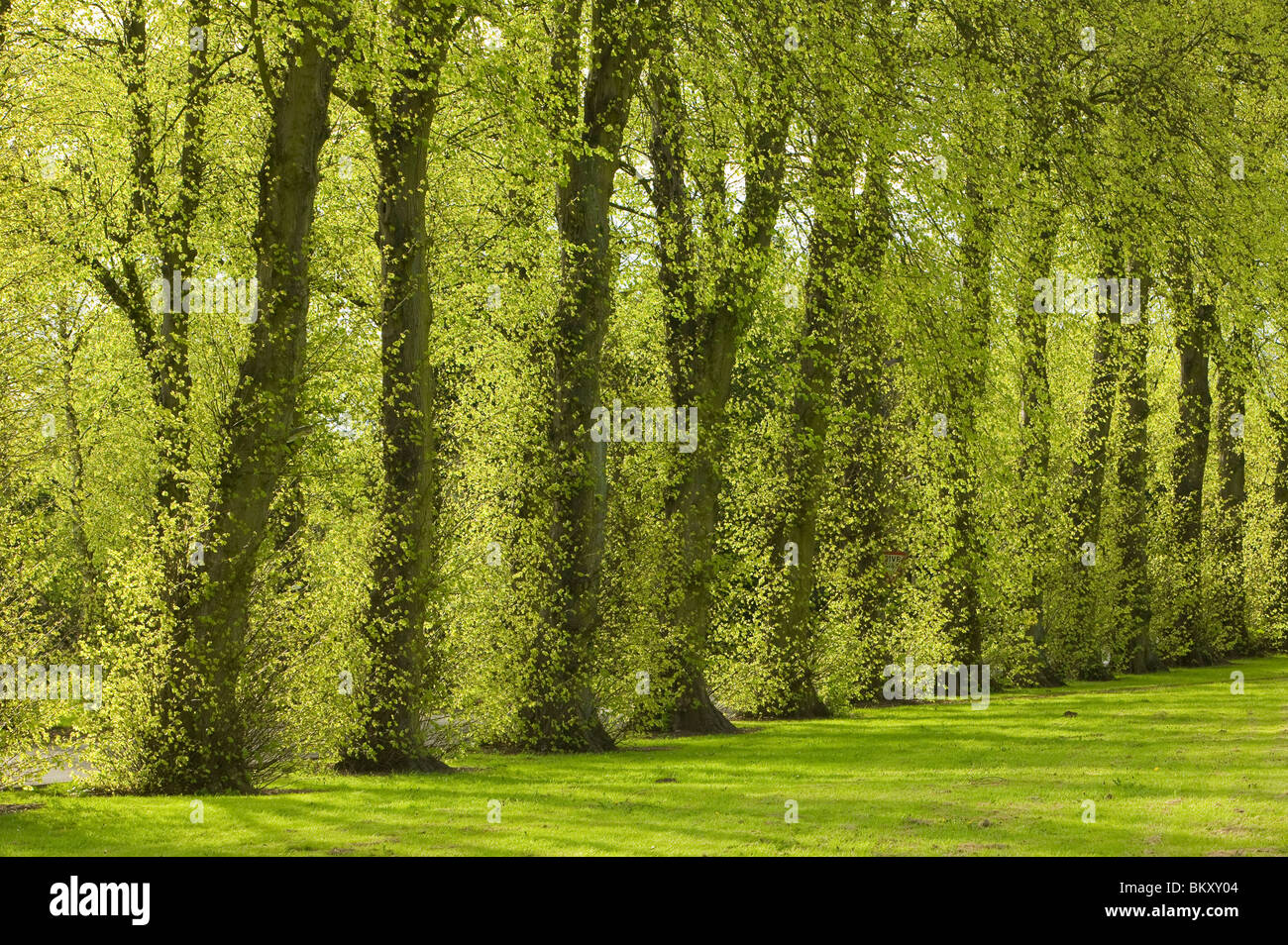 A line of Lime trees at Keele university campus UK Stock Photo - Alamy