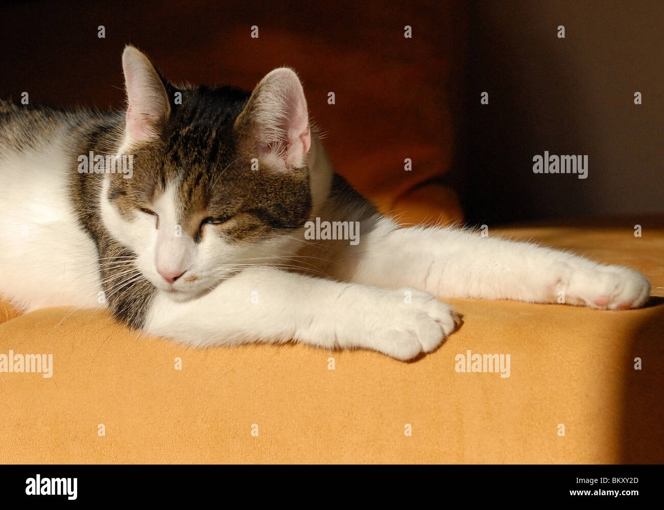 sleeping domestic cat Stock Photo - Alamy