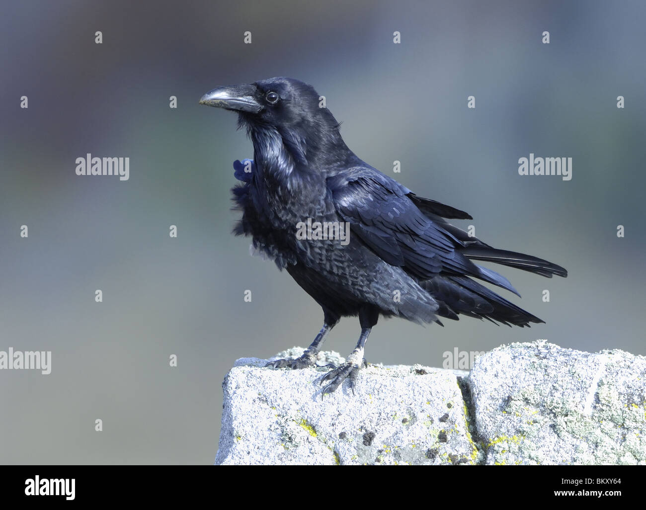 Common raven standing on a rock Stock Photo - Alamy