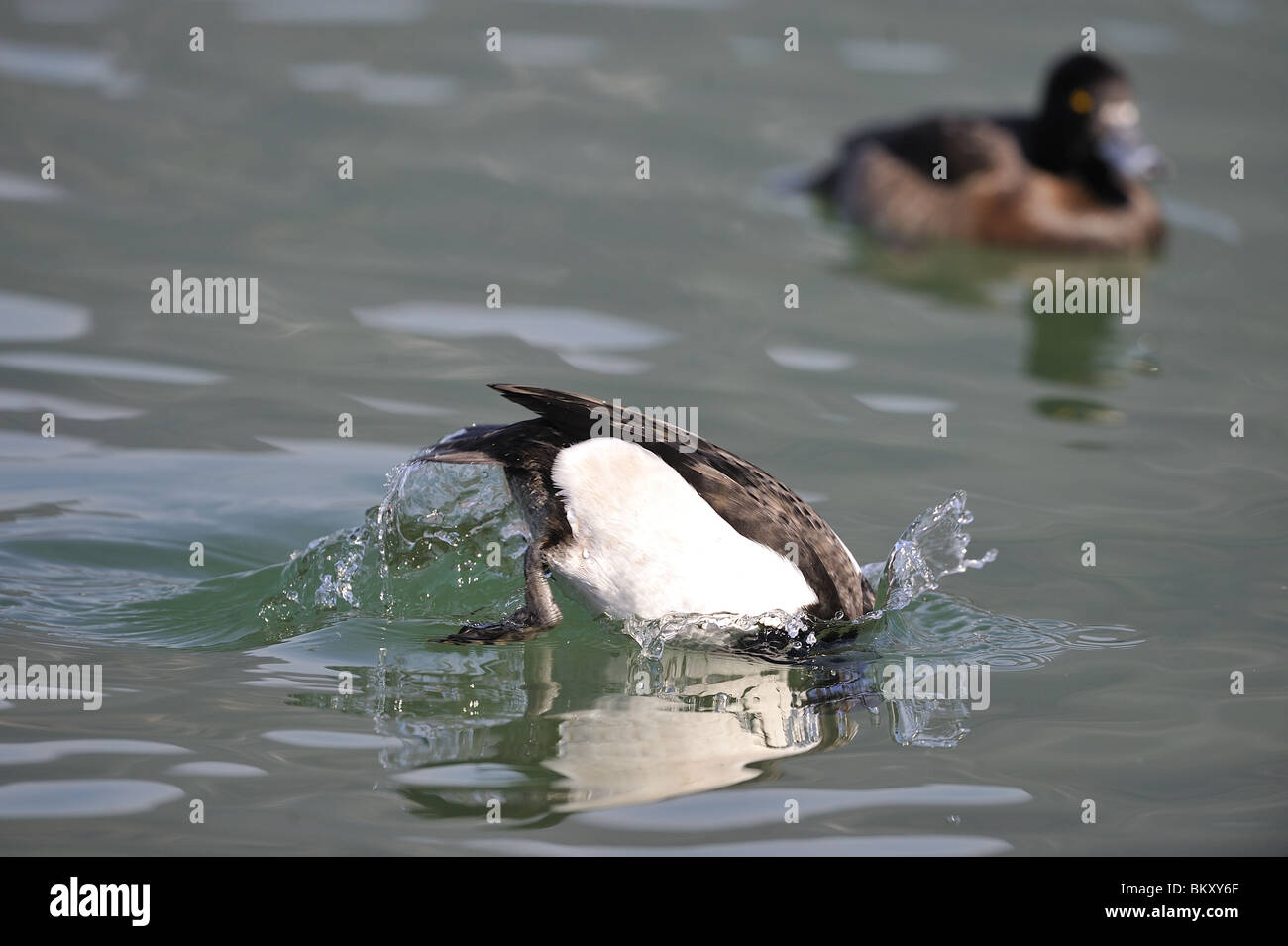 Male tufted duck diving to look after food in the Lake Genova ...