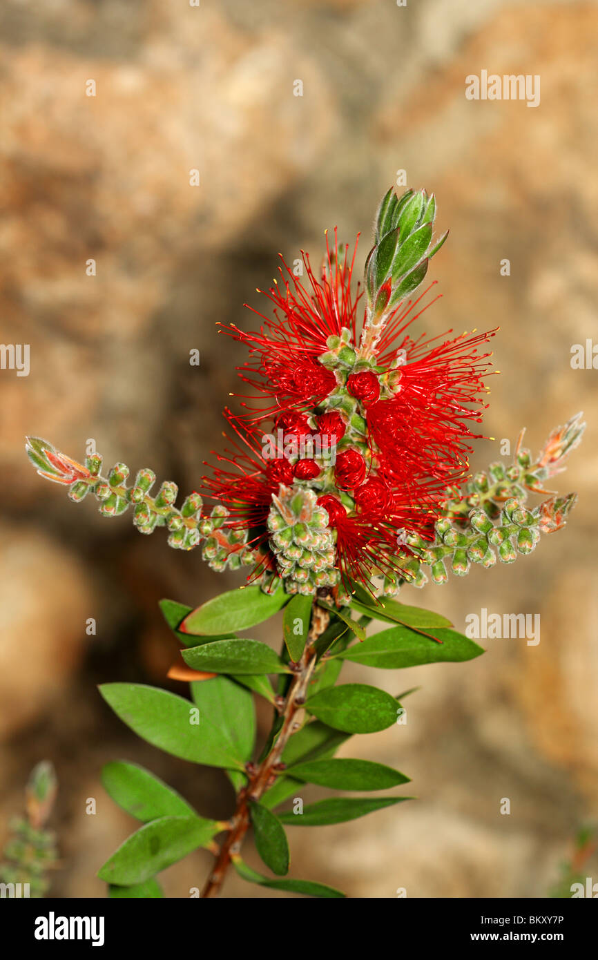 Callistemon in flower, commonly called the Bottle Brush plant Stock ...