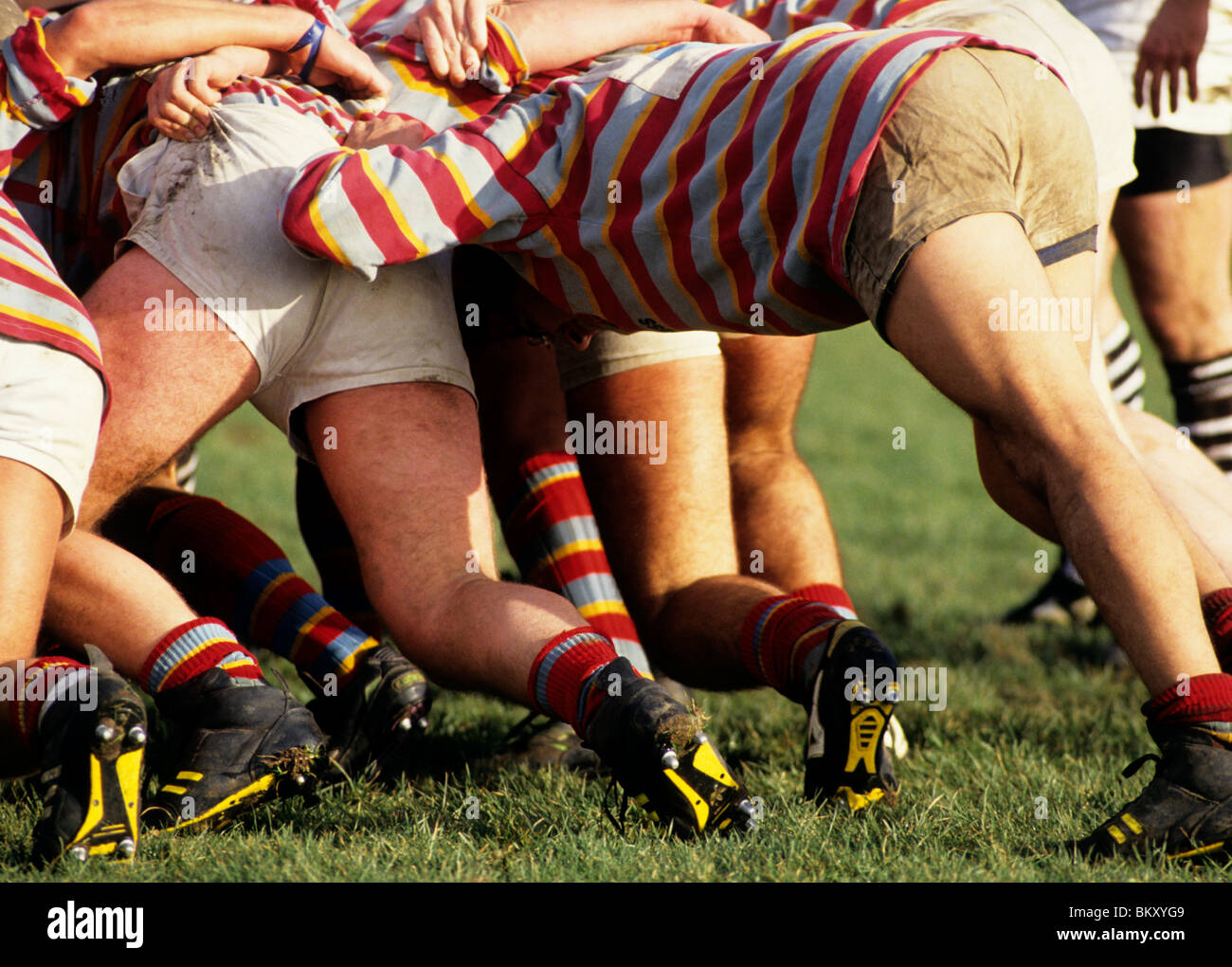 two rugby squads compete in scrum Stock Photo - Alamy