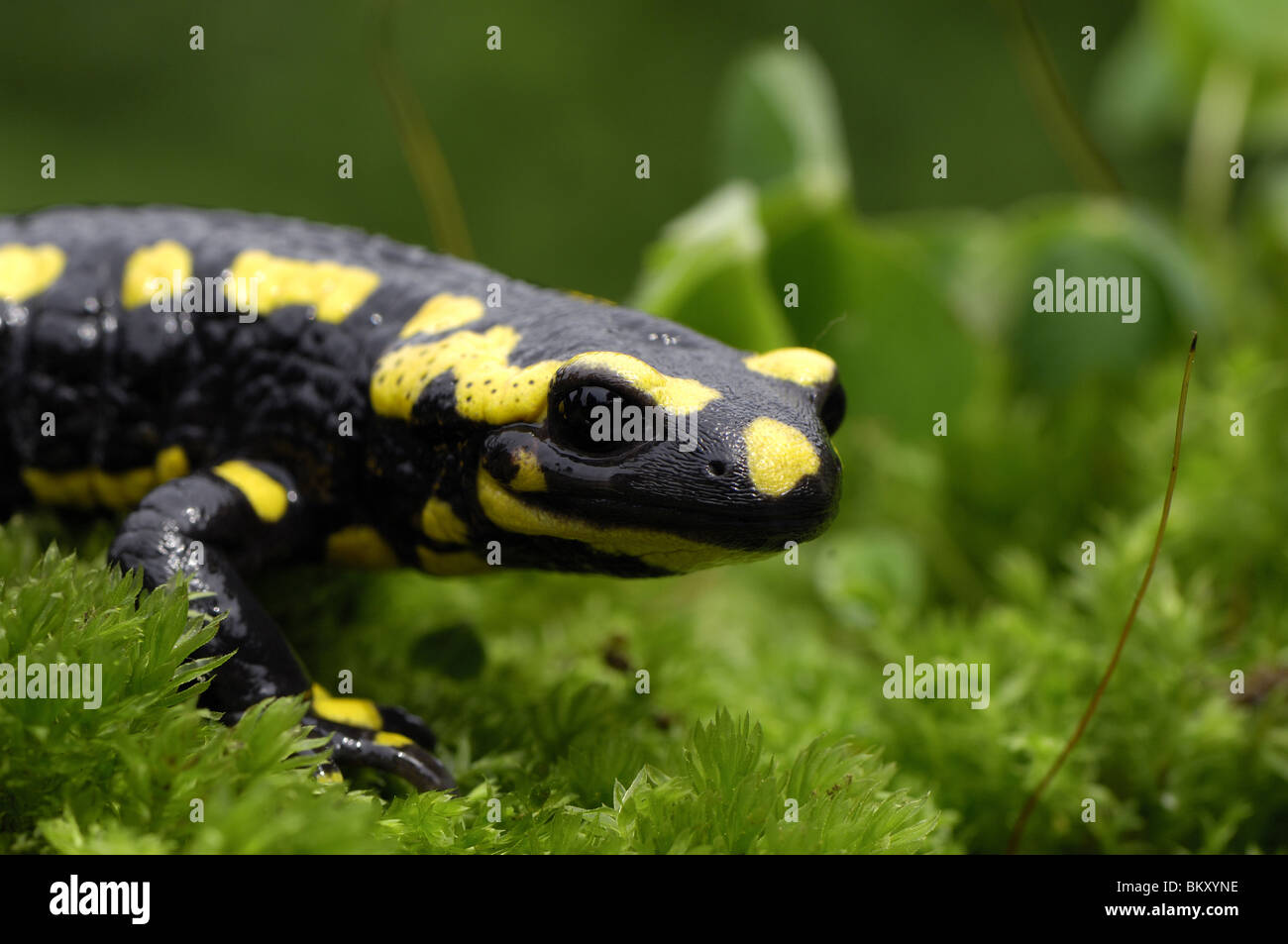 Portrait of a fire salamander Stock Photo - Alamy