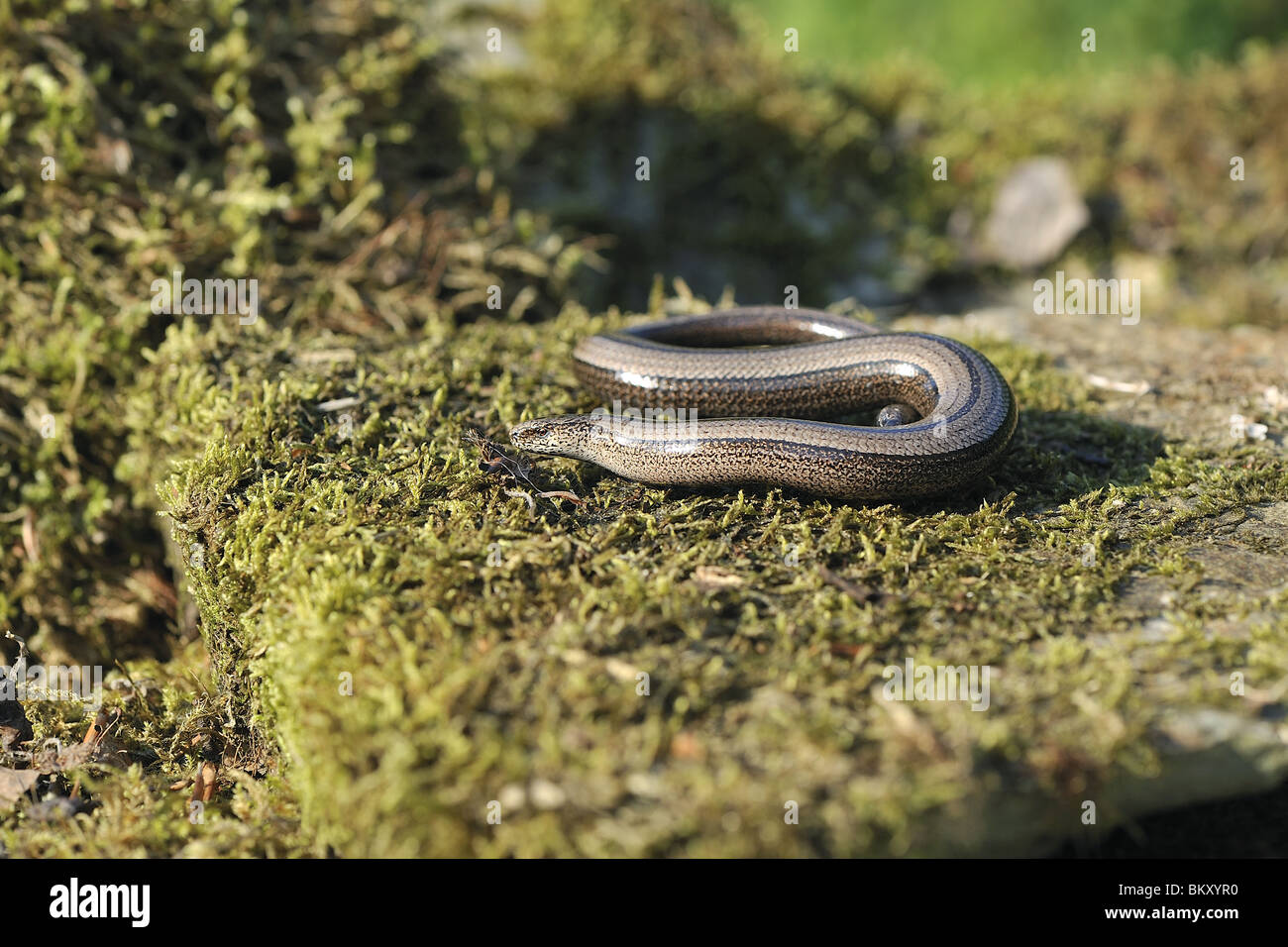Slow worm hi-res stock photography and images - Alamy