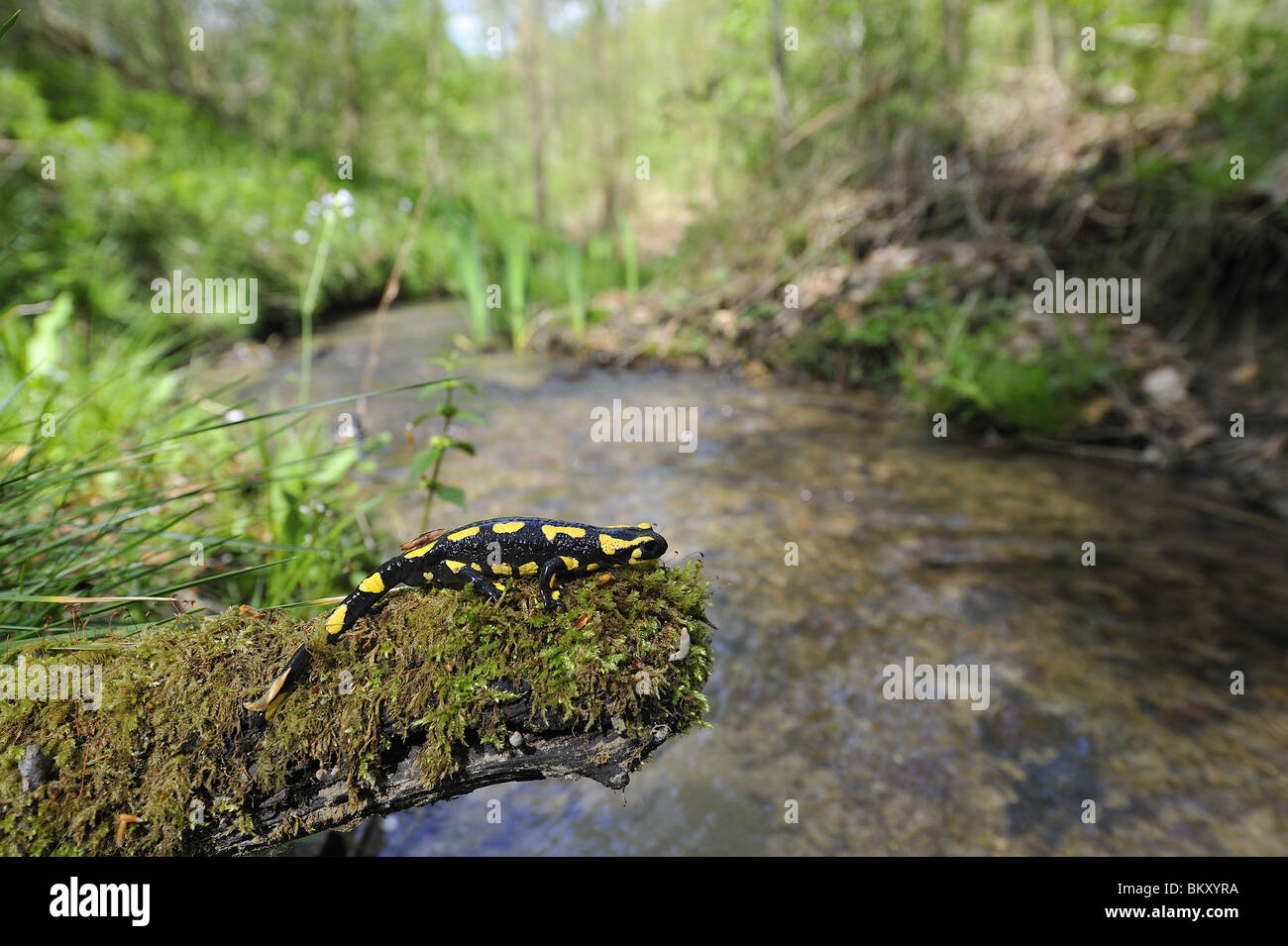 Brook salamander hi-res stock photography and images - Alamy