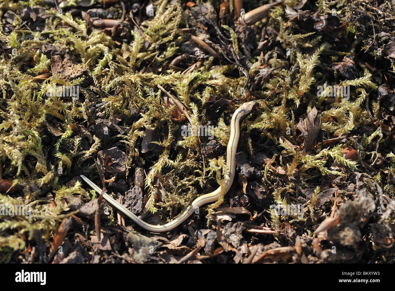 Young slow worm crawling on moss Stock Photo - Alamy
