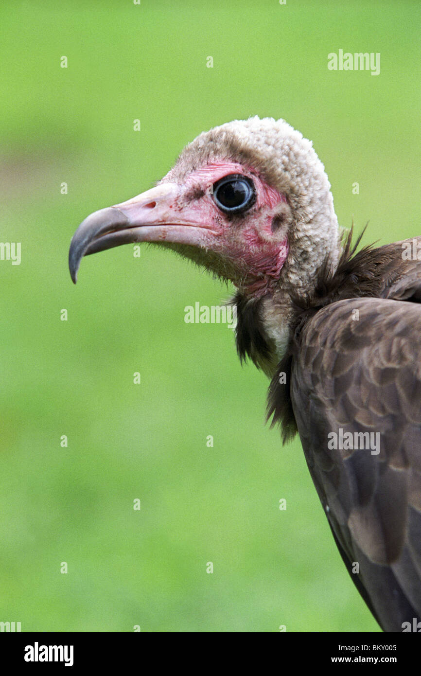 Hooded Vulture; Necrosyrtes monachus; captive bird Stock Photo - Alamy