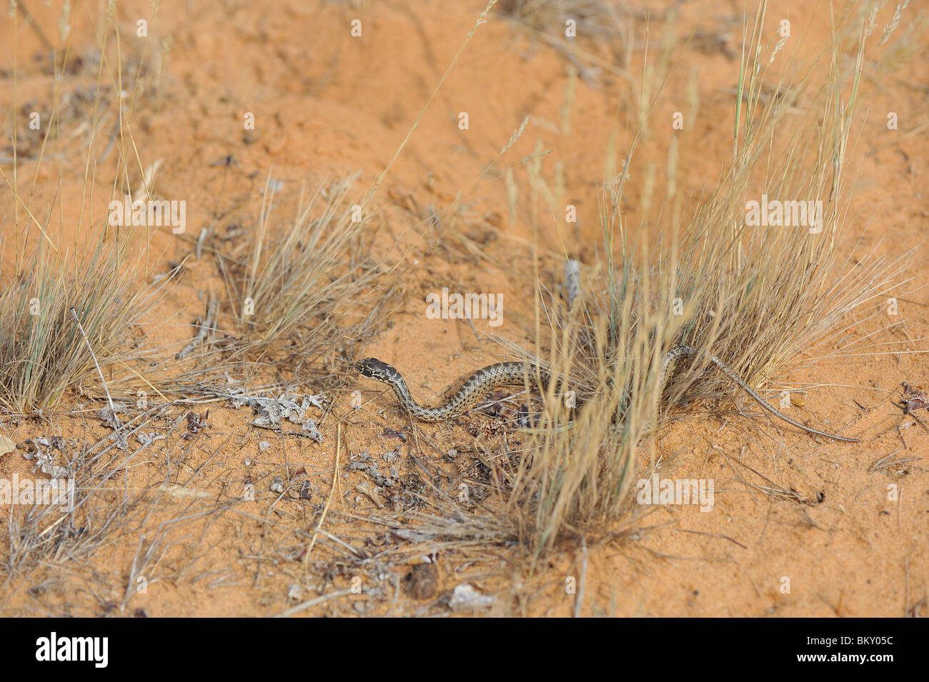 Newborn snake hi-res stock photography and images - Alamy