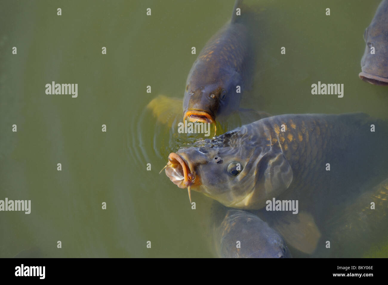 Group of common carps swimming at the surface Stock Photo - Alamy