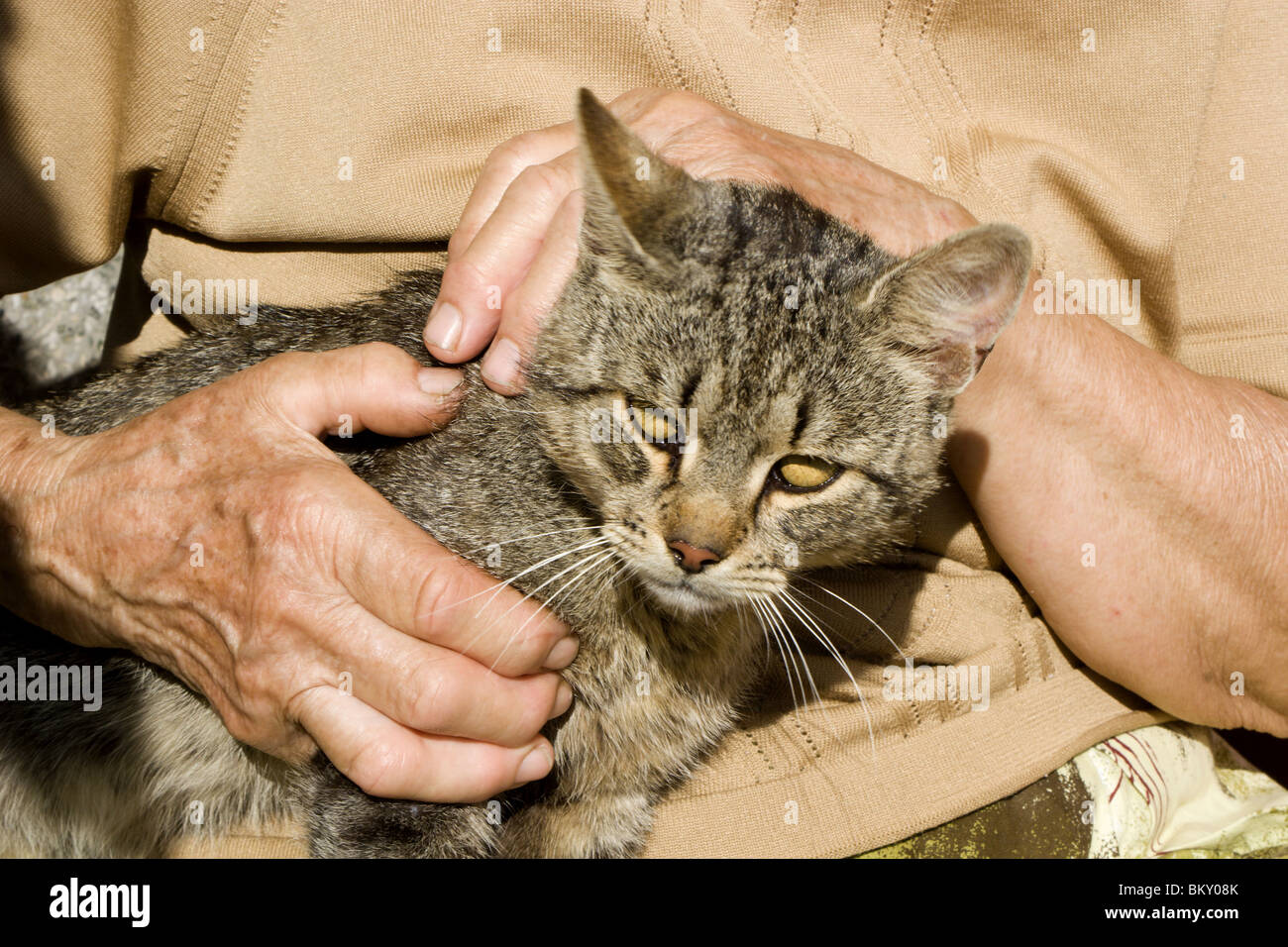 Old woman cat hi-res stock photography and images - Alamy