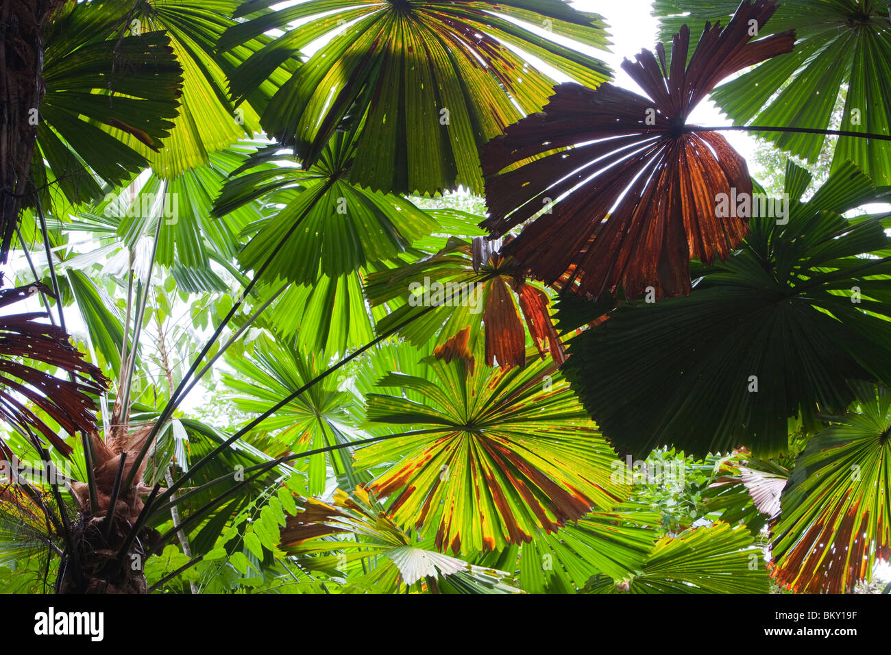 The Daintree rainforest in the North of Queensland, Australia Stock ...