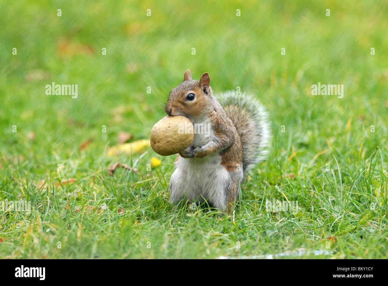 Grey Squirrel with red markings holds a Walnut in its mouth on green ...