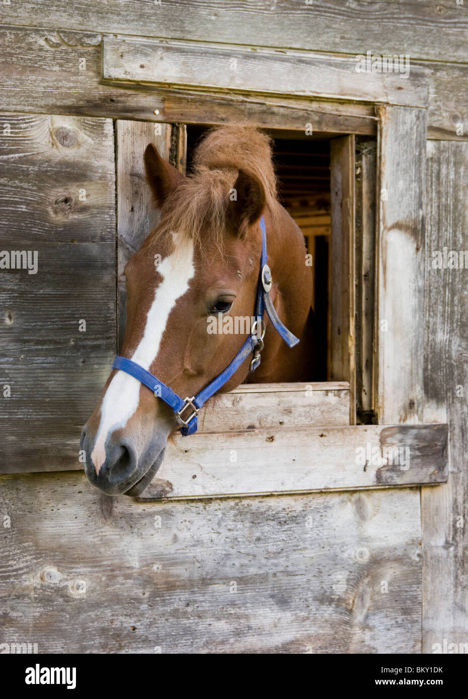 A horse's head looking out of a stable window Stock Photo - Alamy