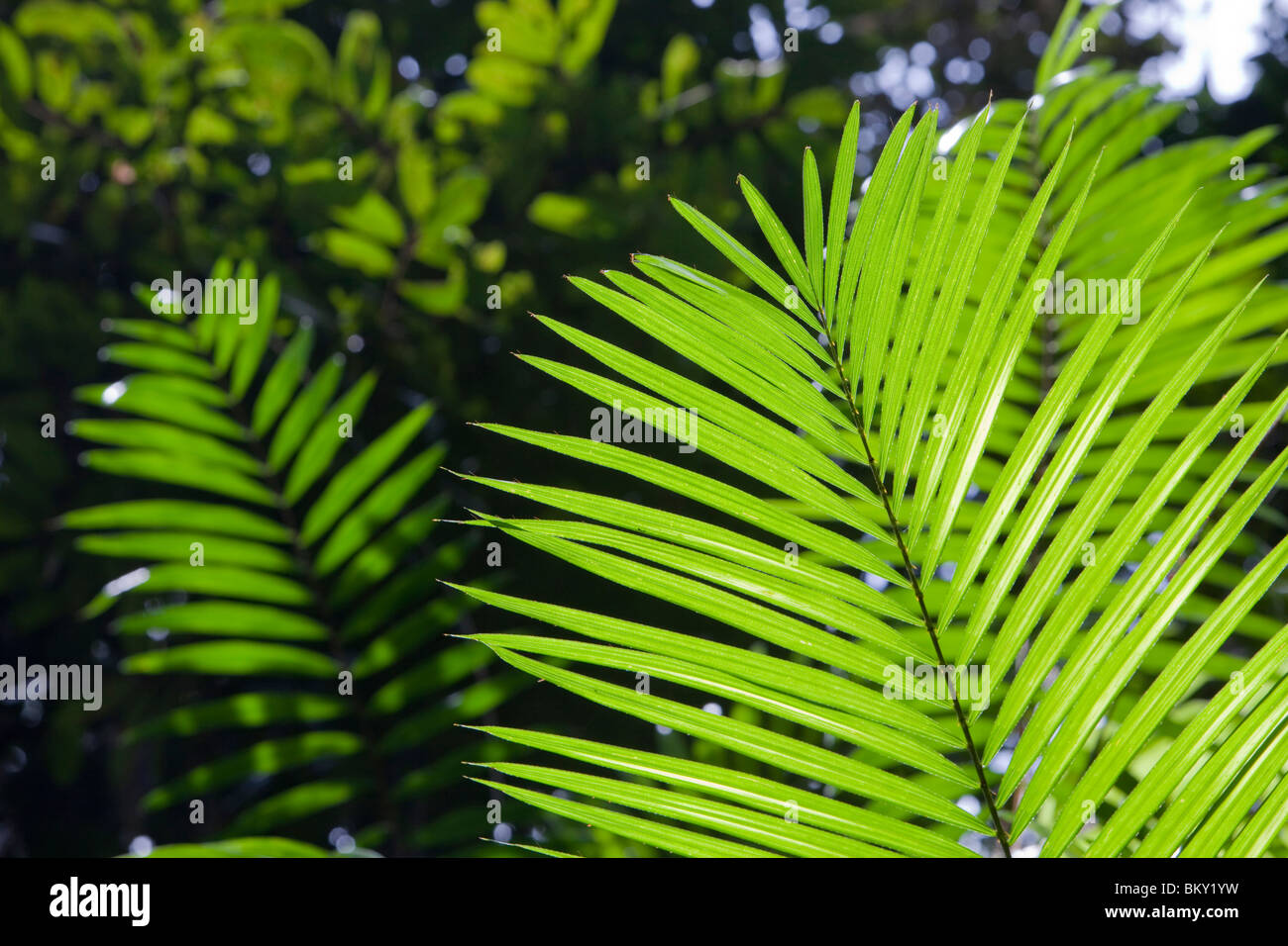 A tropical palm tree in the Daintree Rain forest, Queensland, Australia ...