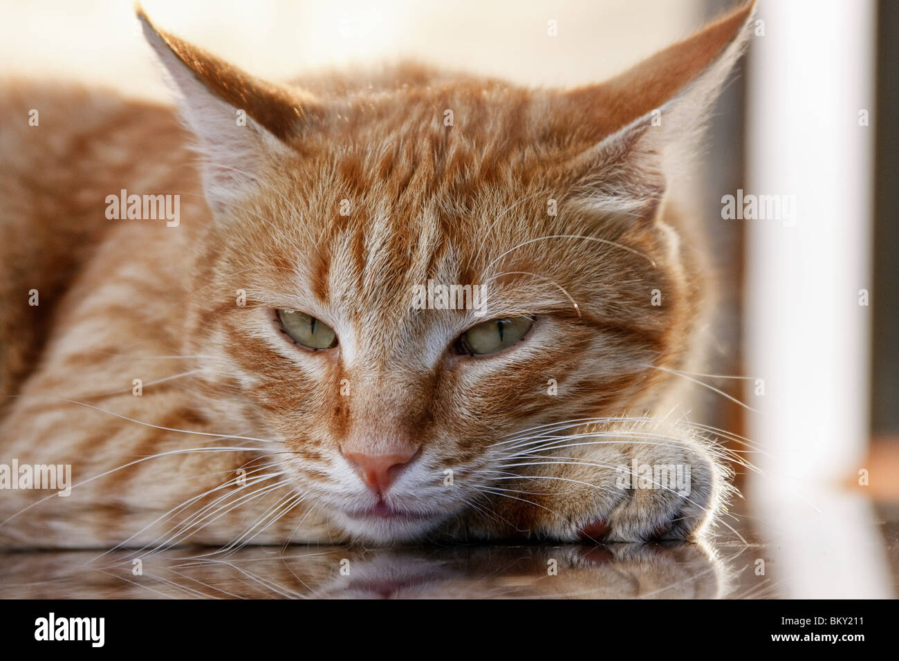 Sleep pose hi-res stock photography and images - Alamy
