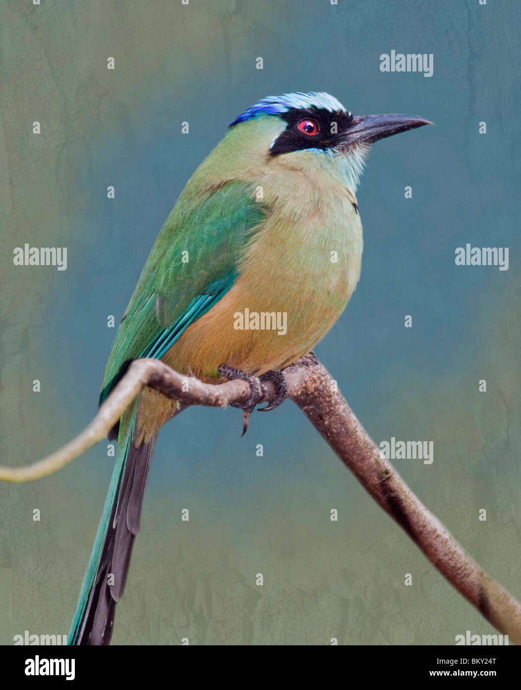 Blue Crowned Motmot (momotus momota Stock Photo - Alamy