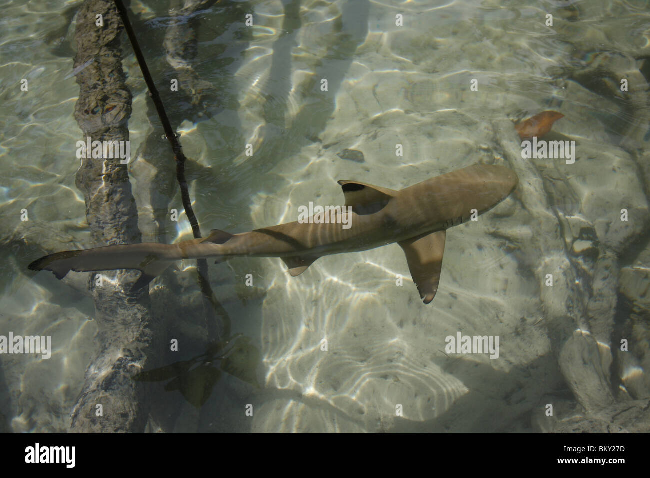 A young black tip reef shark swims around a mangrove forest at Mai Nam ...