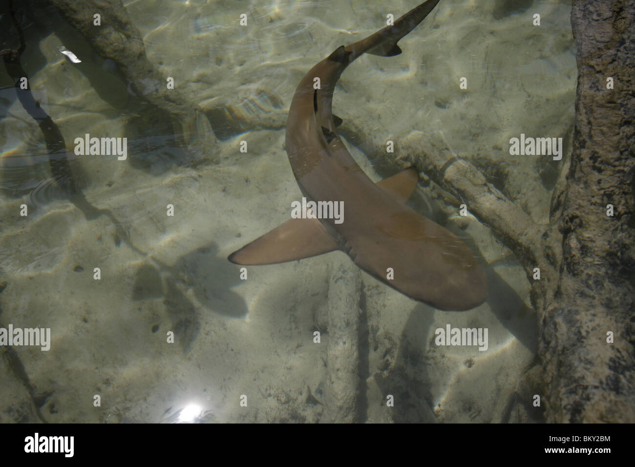 A young black tip reef shark swims around a mangrove forest at Mai Nam ...