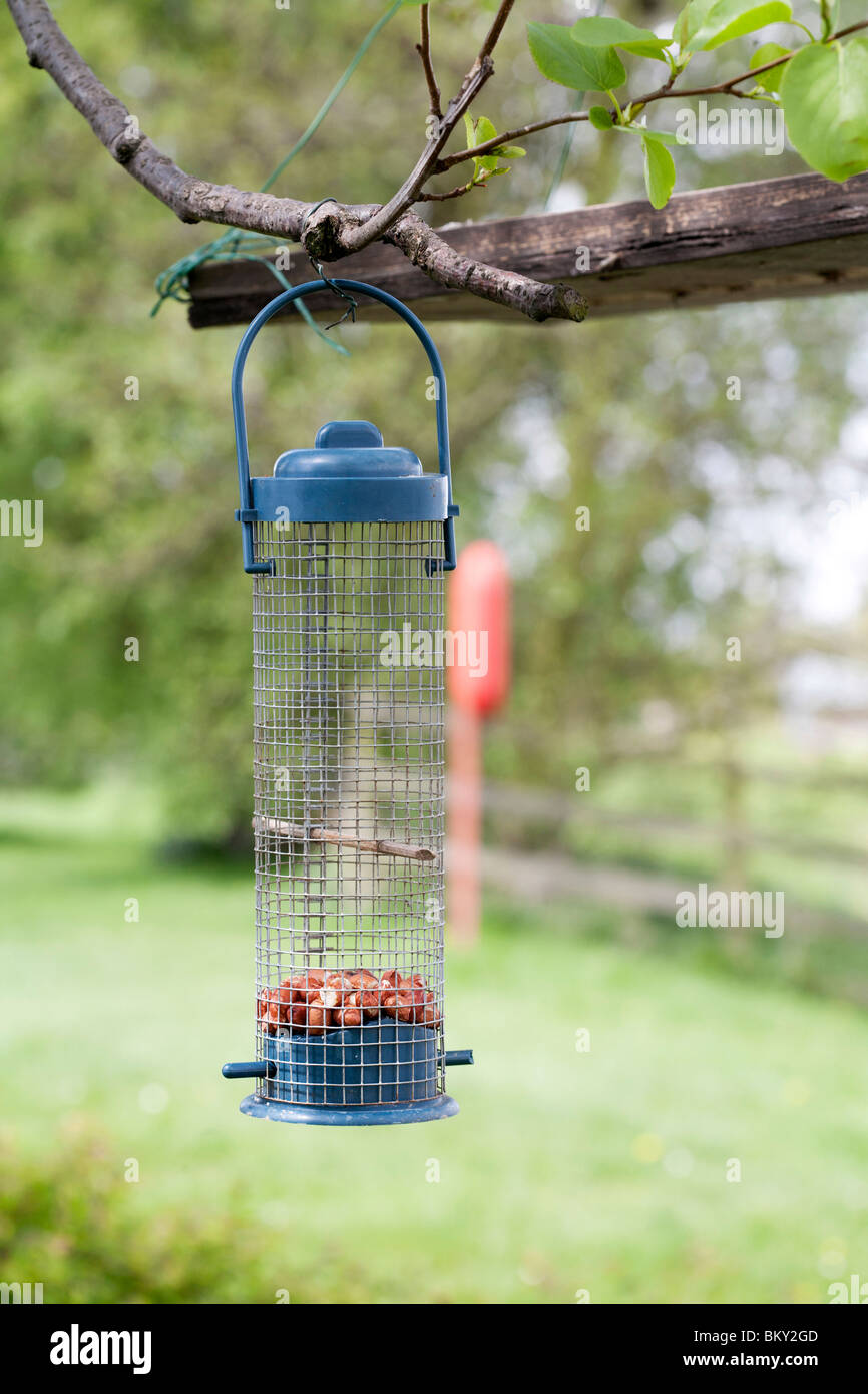 blue bird feeder with nuts hanging from a tree branch Stock Photo - Alamy
