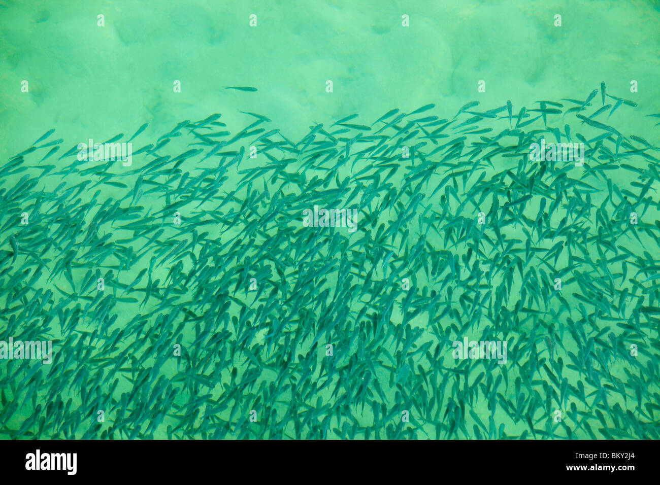 A shoal of small tropical fish off Green Island on The Great Barrier ...