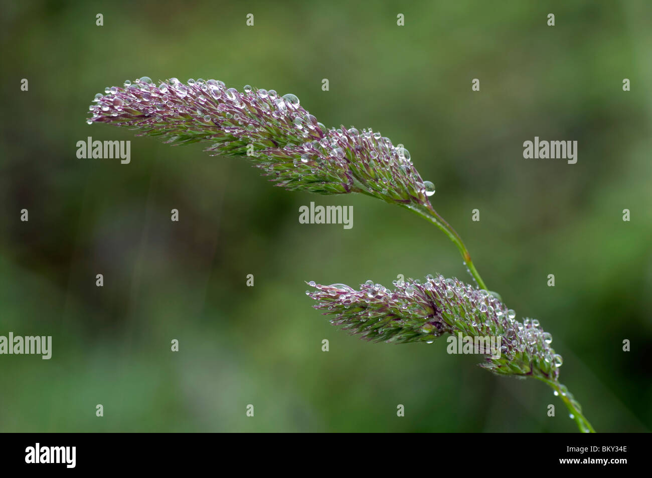 Cocksfoot grass hi-res stock photography and images - Alamy