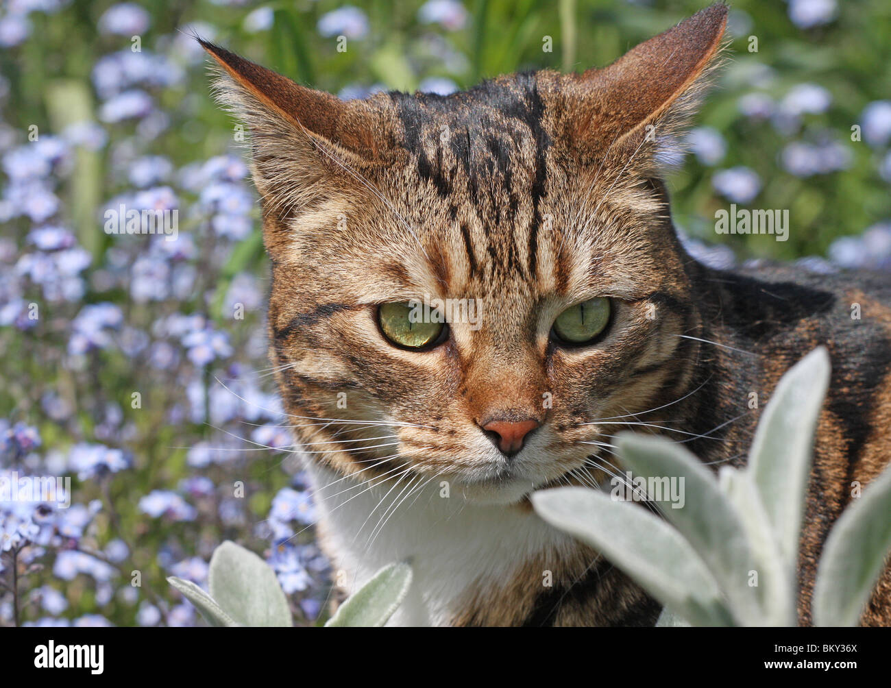 Tabby cat and blue flowers Stock Photo - Alamy