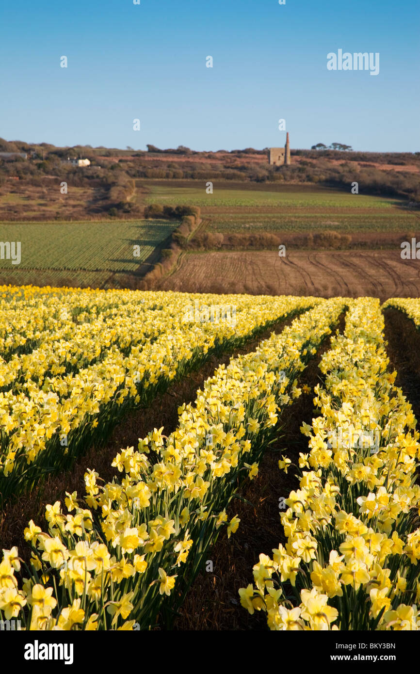 Daffodils in a field; Townshend; Cornwall Stock Photo - Alamy