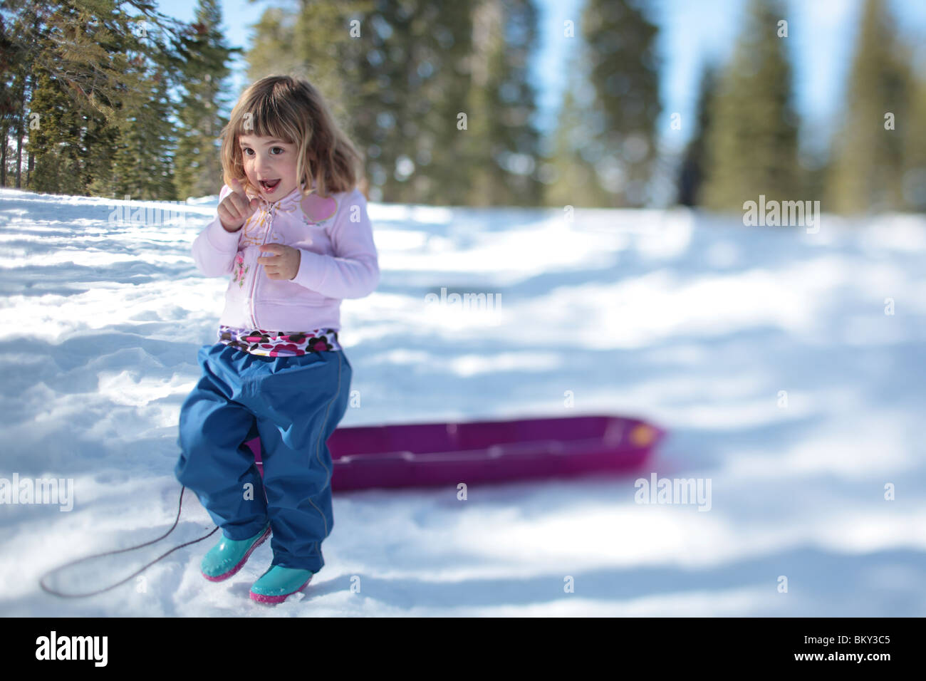 A three year-old girl with a purple sled in the snowy wilderness of ...
