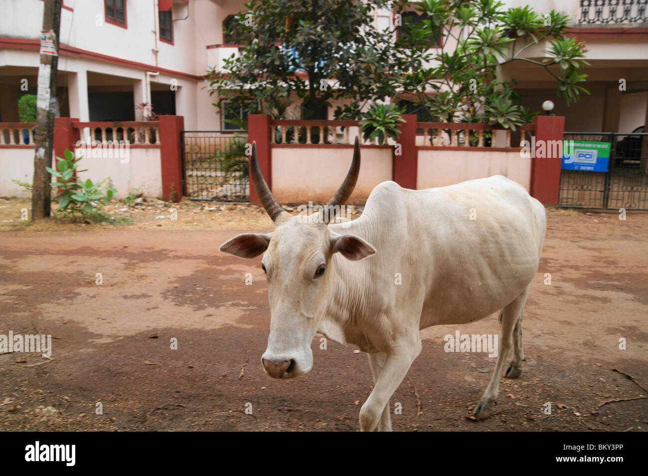 Cow roaming hi-res stock photography and images - Alamy