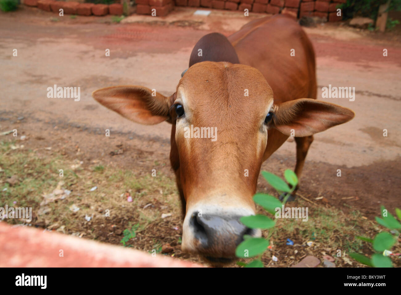 Cow goa hi-res stock photography and images - Alamy