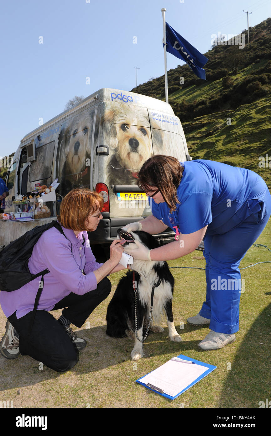 Pdsa Dog Stock Photos & Pdsa Dog Stock Images - Alamy