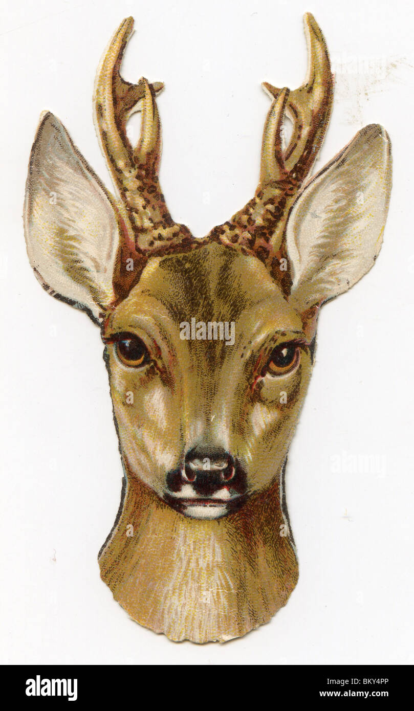 Stags head hi-res stock photography and images - Alamy