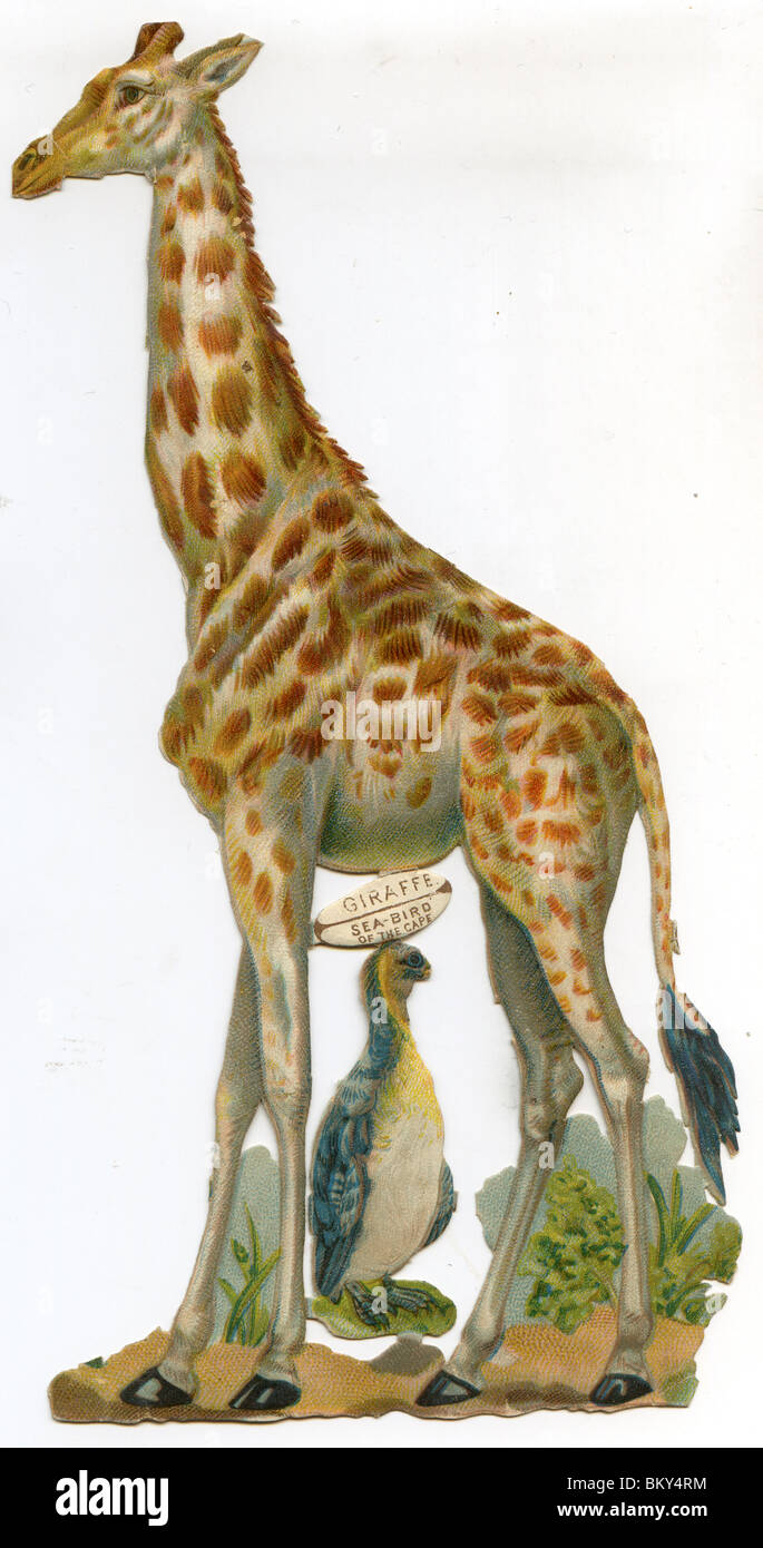 19th century illustration giraffe hi-res stock photography and images ...