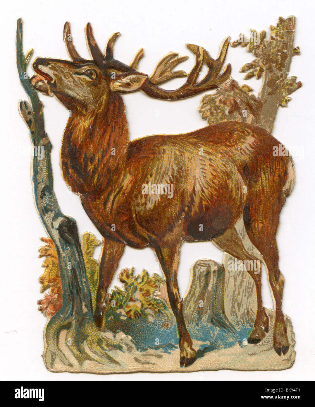 Antlers of a stag hi-res stock photography and images - Alamy