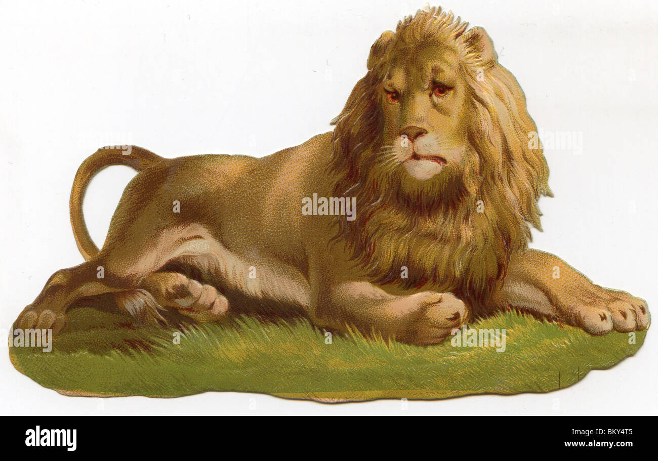 Lion and lions hi-res stock photography and images - Alamy