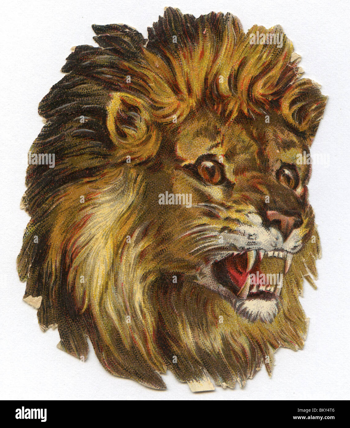 A Lions Head Stock Photo - Alamy