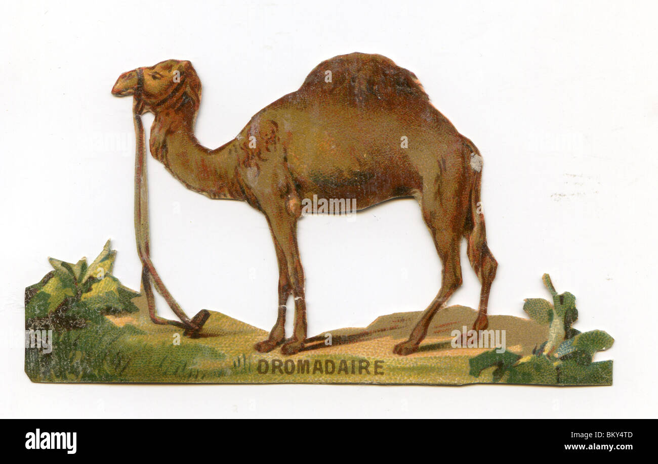 One Humped Camel Stock Photo - Alamy