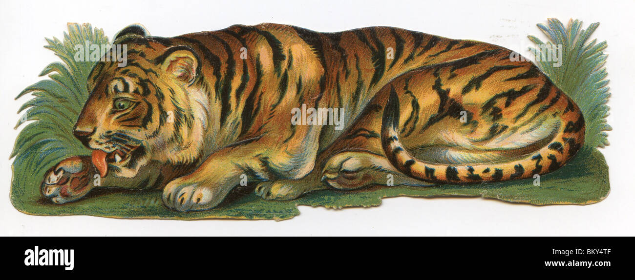 Tiger having a Rest Stock Photo - Alamy
