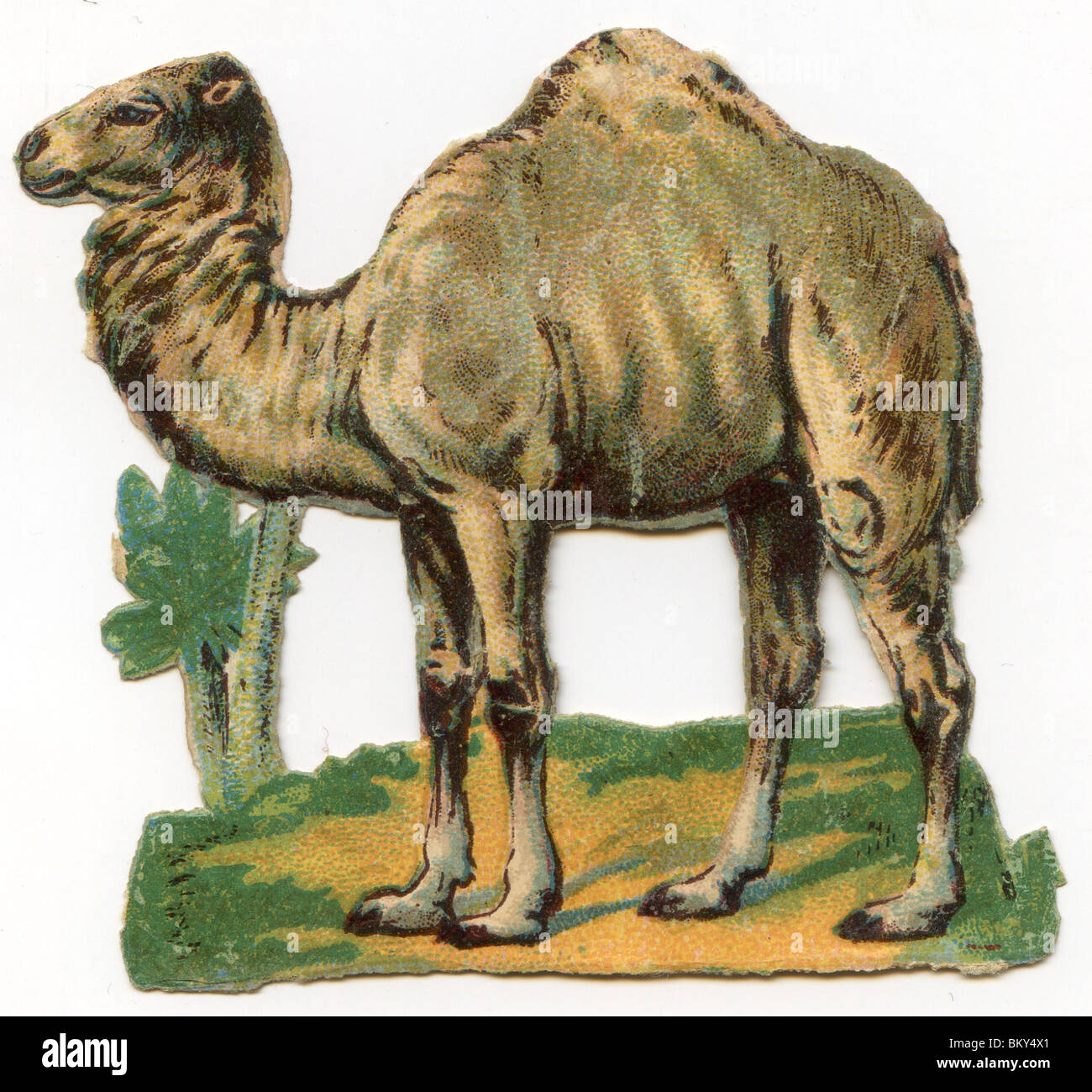 Camels camel Cut Out Stock Images & Pictures - Alamy