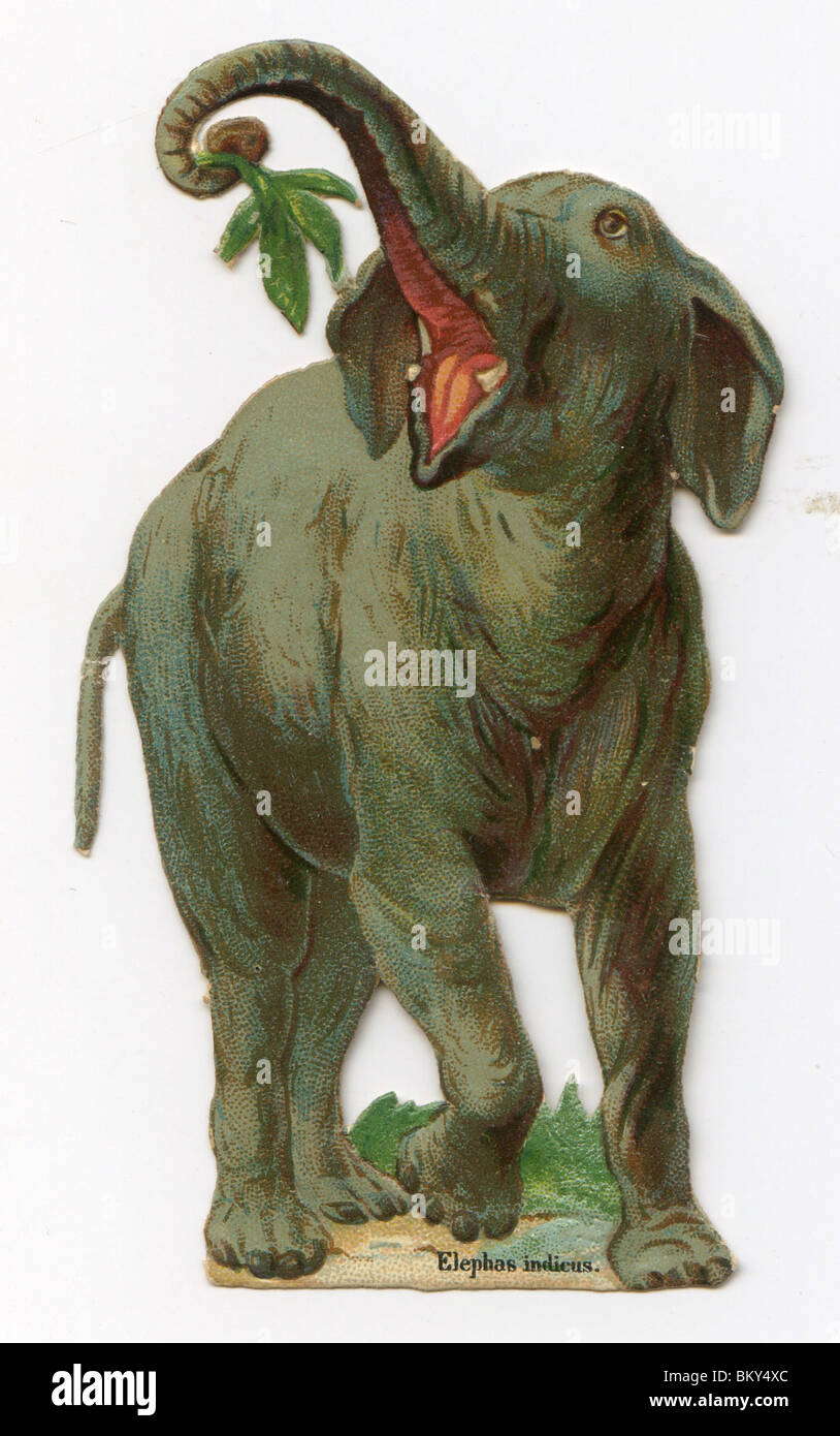 Elephants leaf Cut Out Stock Images & Pictures - Alamy