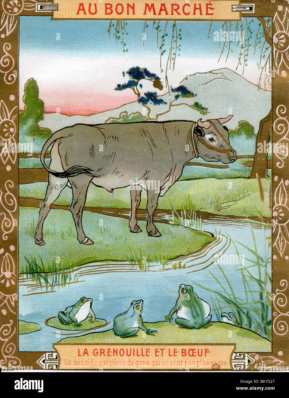 1899 cows hi-res stock photography and images - Alamy